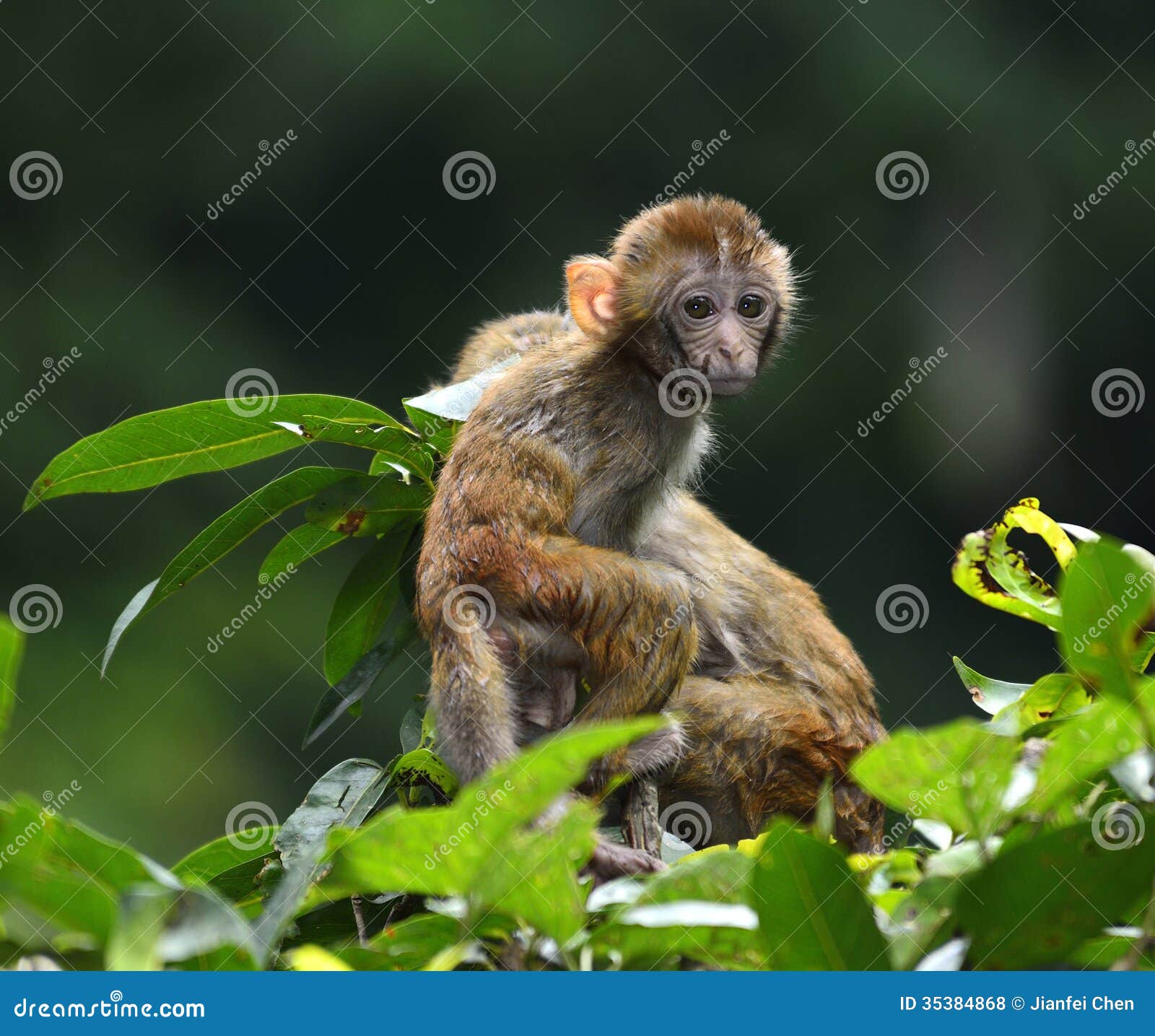 Cute Baby Monkey stock photo. Image of round, lovely - 35384868