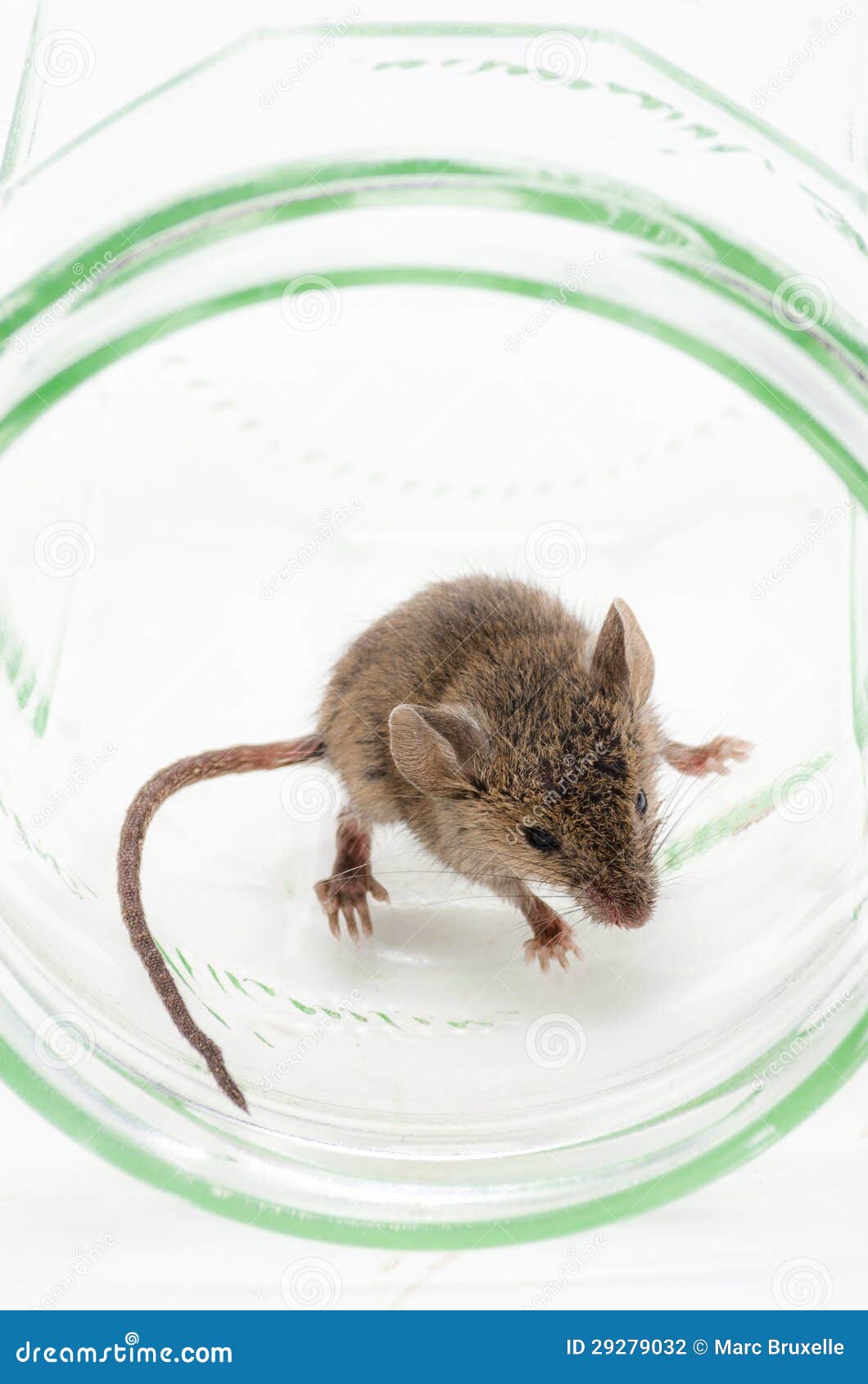 Cute Baby Mouse stock photo. Image of alone, baby, funny - 29279032