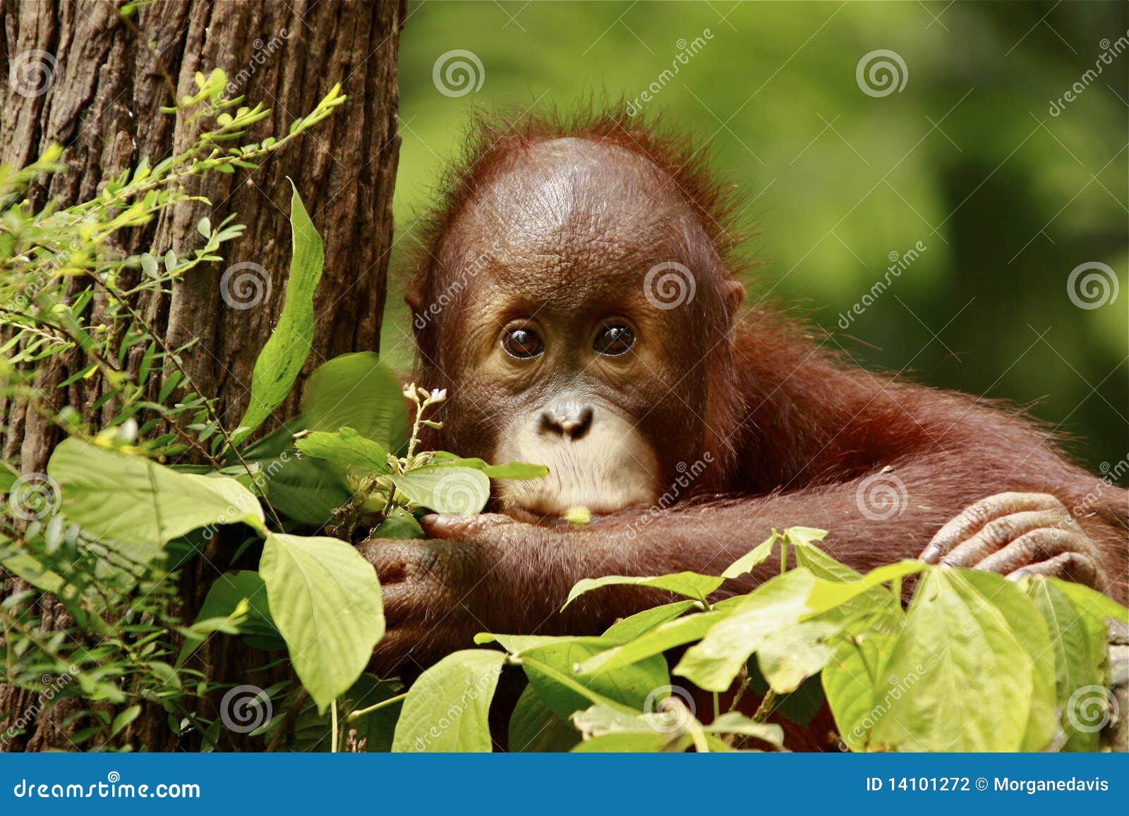 Cute baby orangutan stock photo. Image of hiding, eyes - 14101272