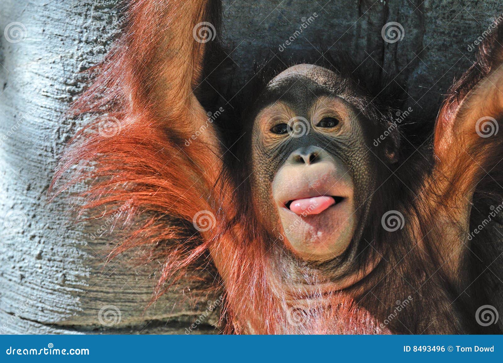 A Baby Orangutan In The Wild. Indonesia. The Island Of Kalimantan ...