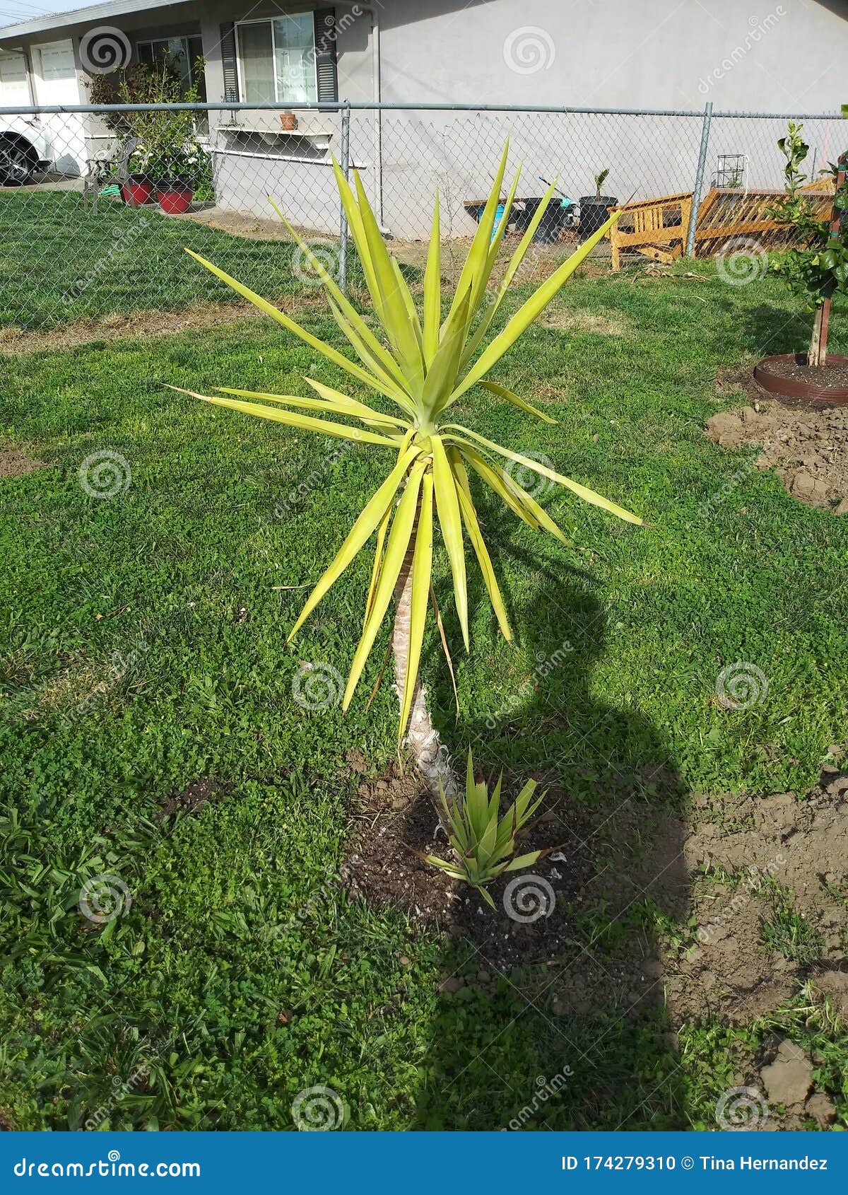 Cute Palm Tree Stock Photos - Download 5,654 Royalty Free Photos
