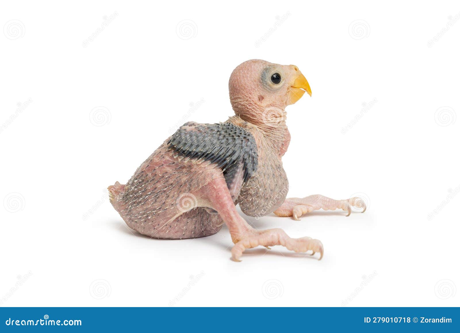 A Cute Baby Parrot Isolated on White Background Stock Photo - Image of ...