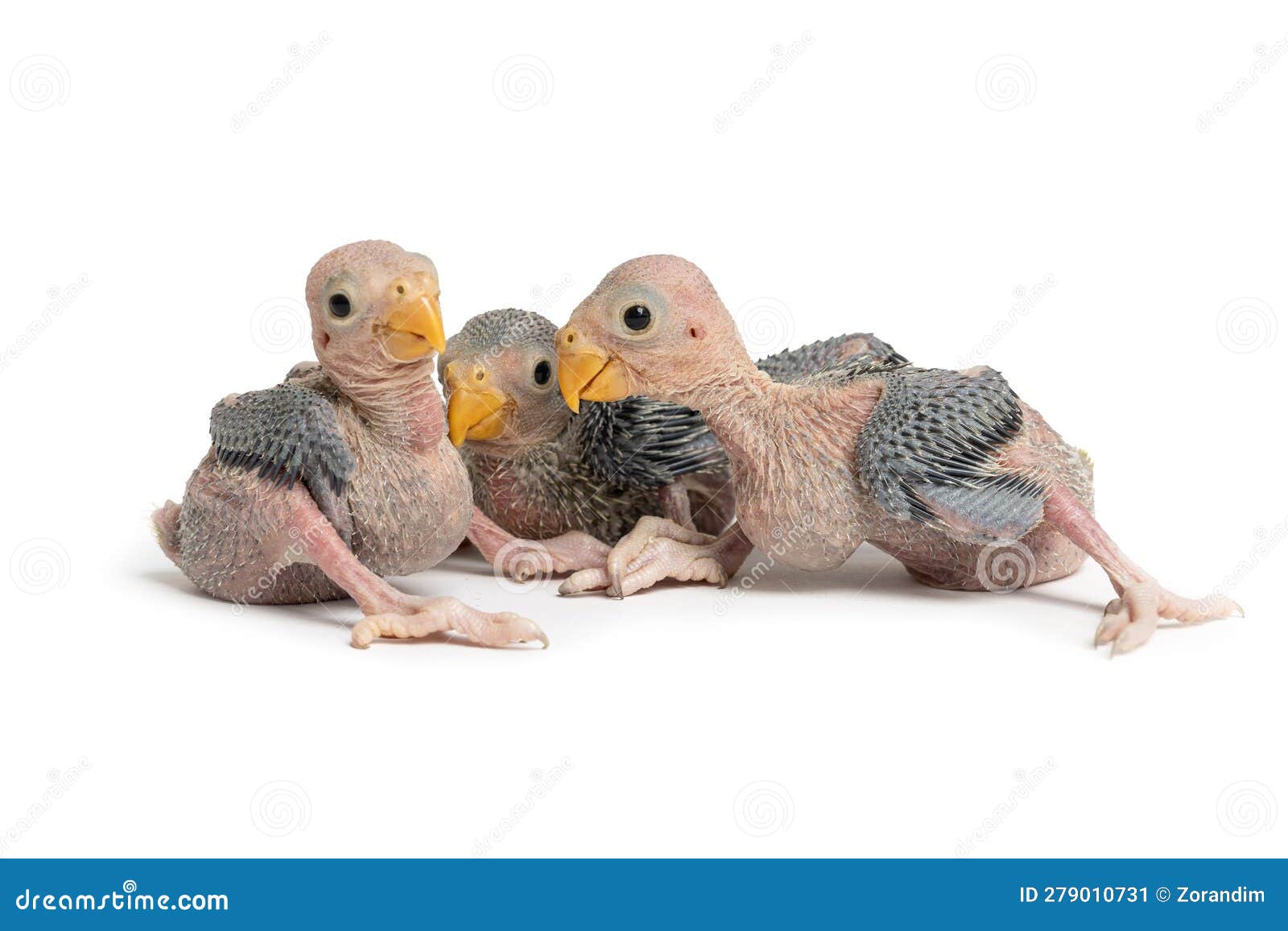 A Cute Baby Parrot Isolated on White Background Stock Image - Image of ...