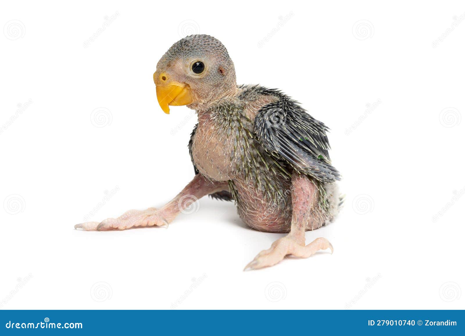 A Cute Baby Parrot Isolated on White Background Stock Photo - Image of ...