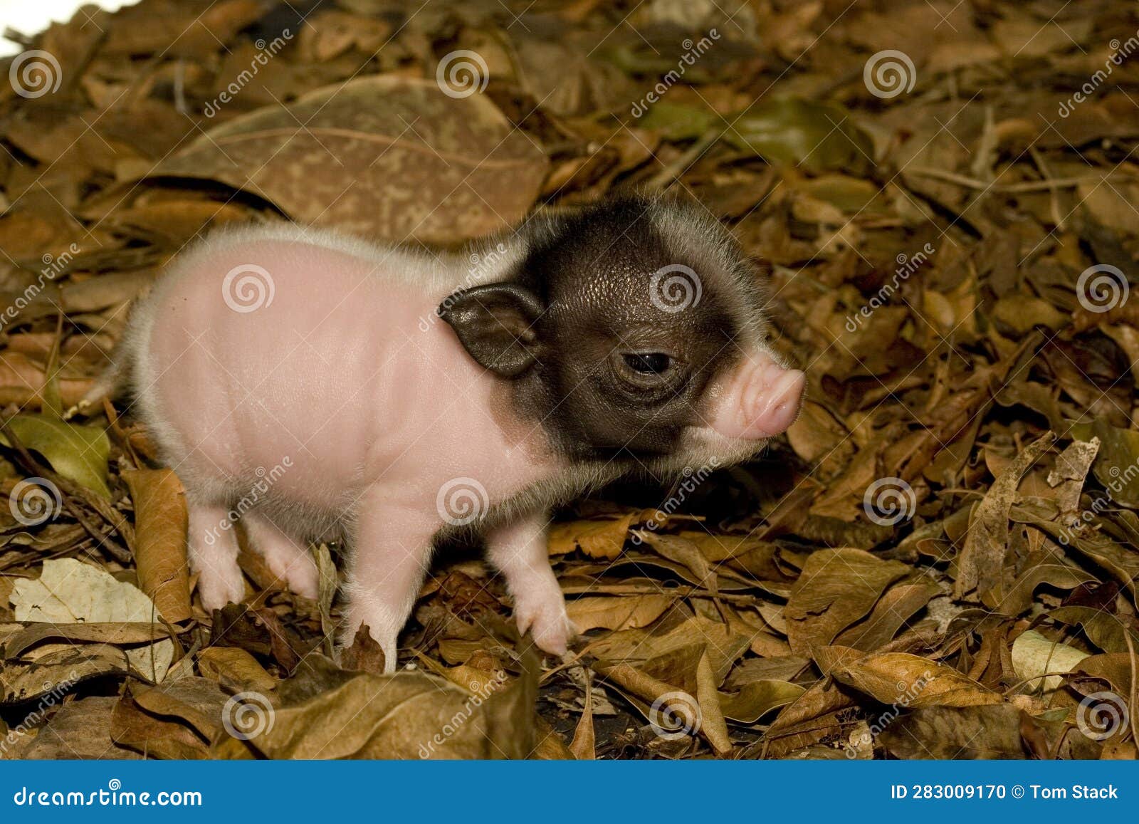 Closeup of a Cute Baby pig stock photo. Image of farm - 283009170