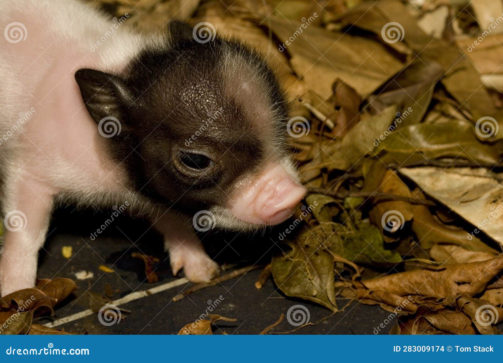 Closeup of a cute Baby pig stock photo. Image of baby - 283009174