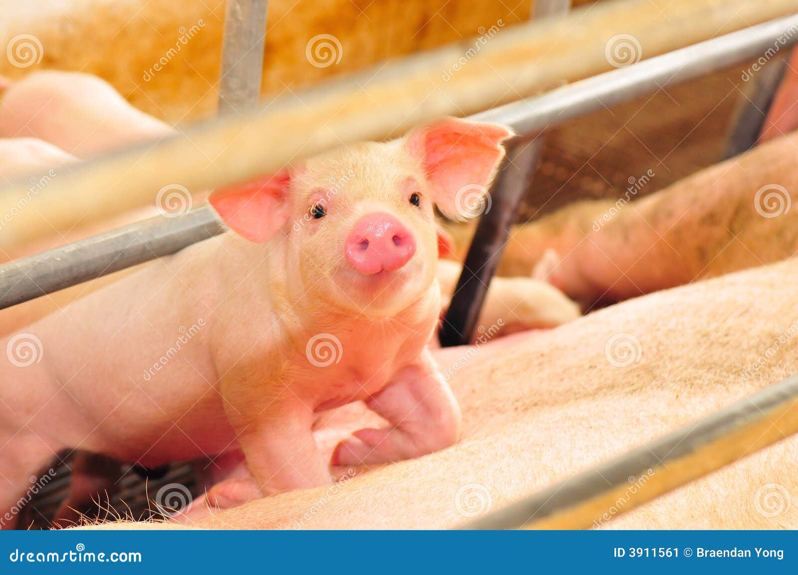 Cute Baby Piglet stock image. Image of animal, dirt, farm - 3911561