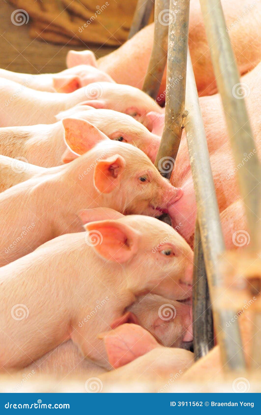 Cute Baby Piglets stock photo. Image of omnivores, adorable - 3911562