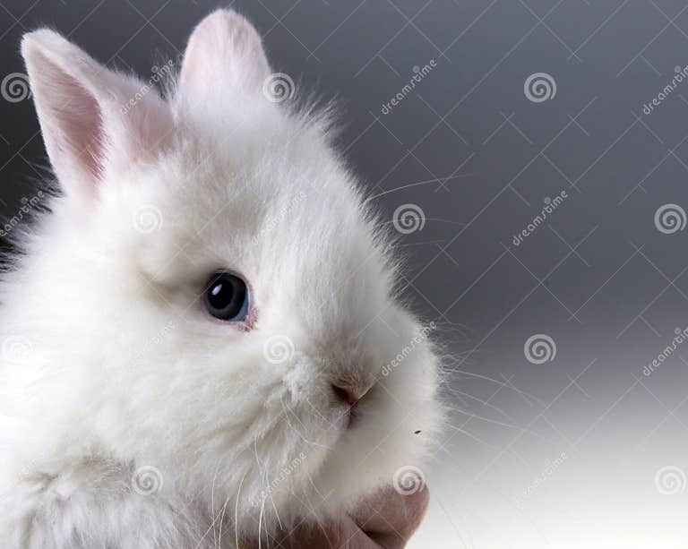 Cute baby rabbit stock image. Image of cuddly, mammal - 13750603