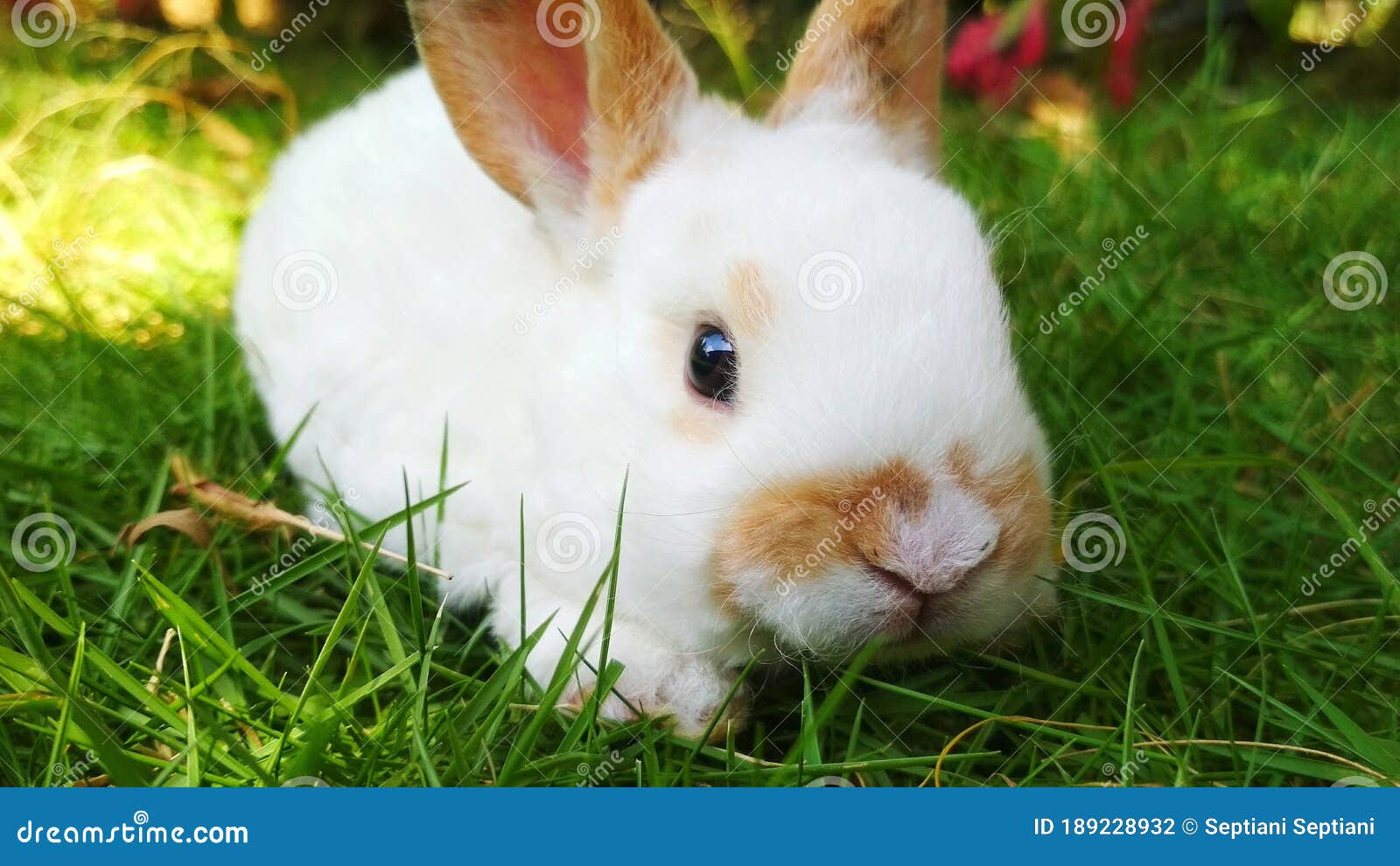 Cute baby rabbit stock photo. Image of lawn, rabbit - 189228932
