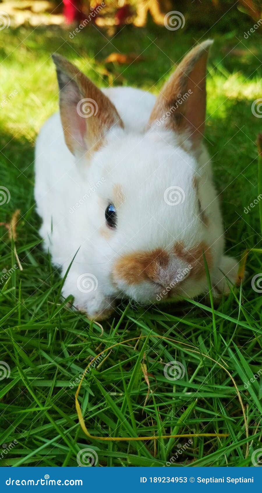 Cute baby rabbit stock image. Image of baby, carnivore - 189234953