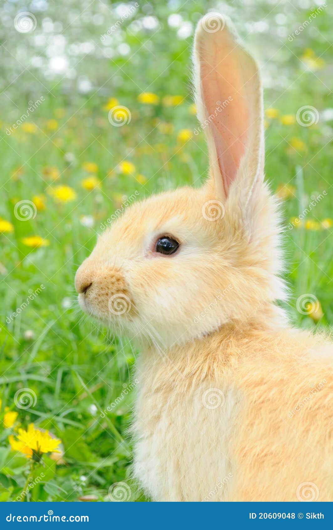 Cute Baby Rabbit stock photo. Image of dandelions, farm - 20609048