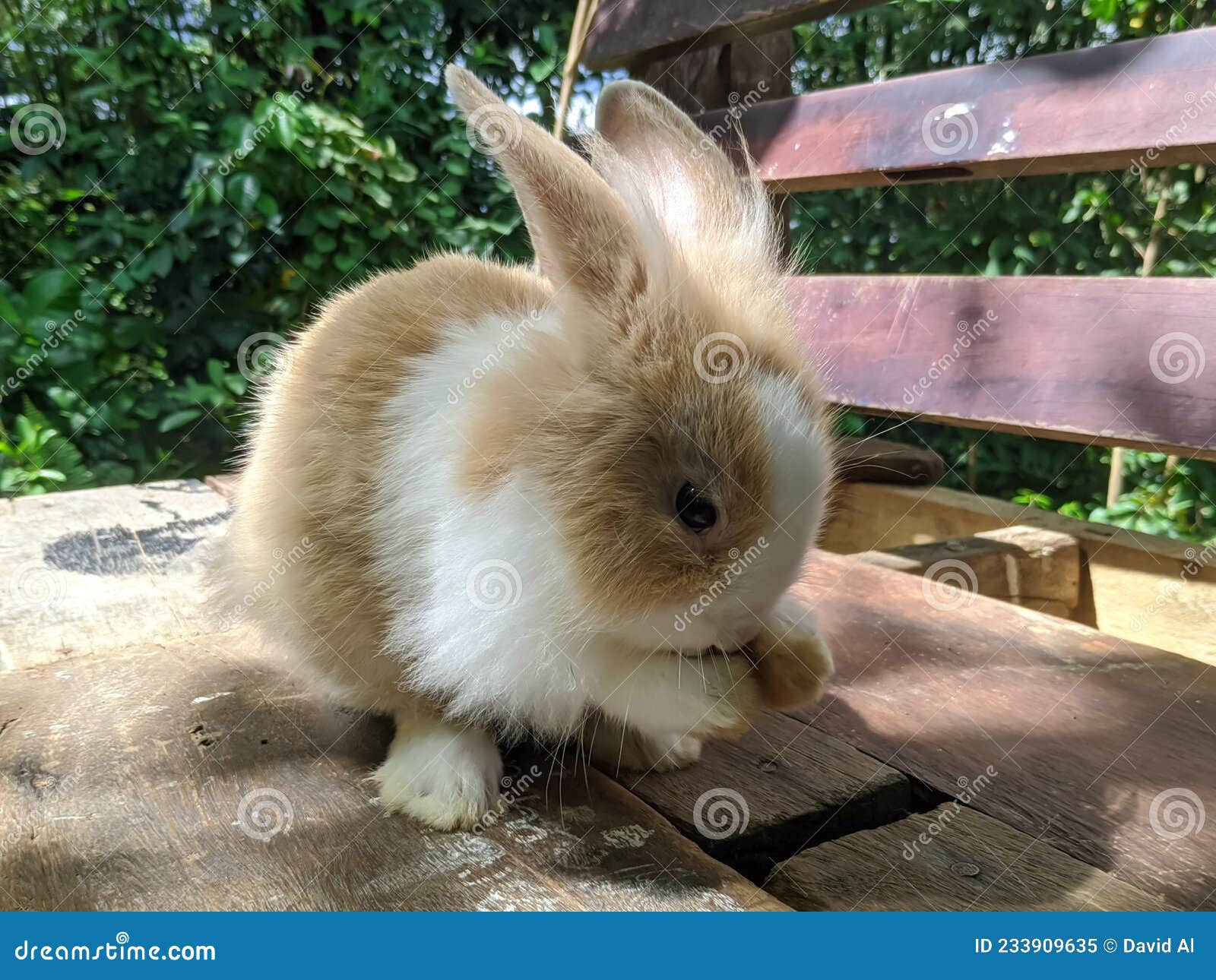 Cute baby rabbit stock image. Image of squirrel, baby - 233909635