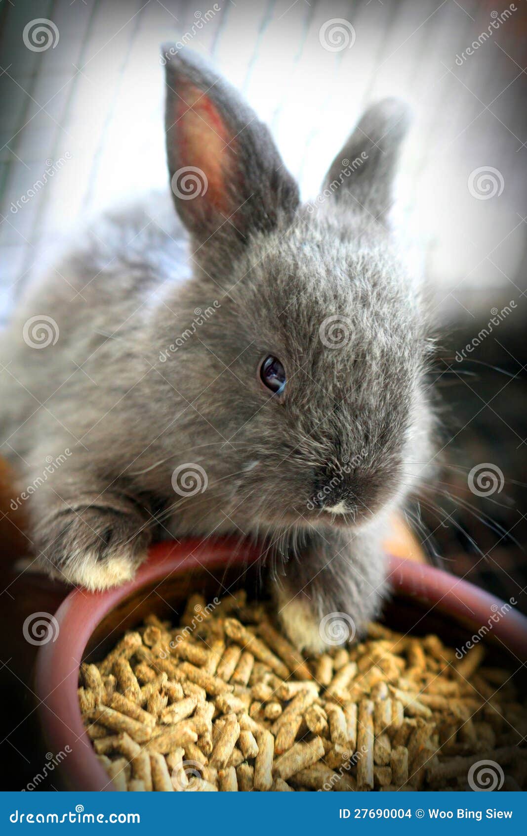 Baby Rabbit Sitting In The Arms Of The Owner Of The Farm Royalty-Free ...