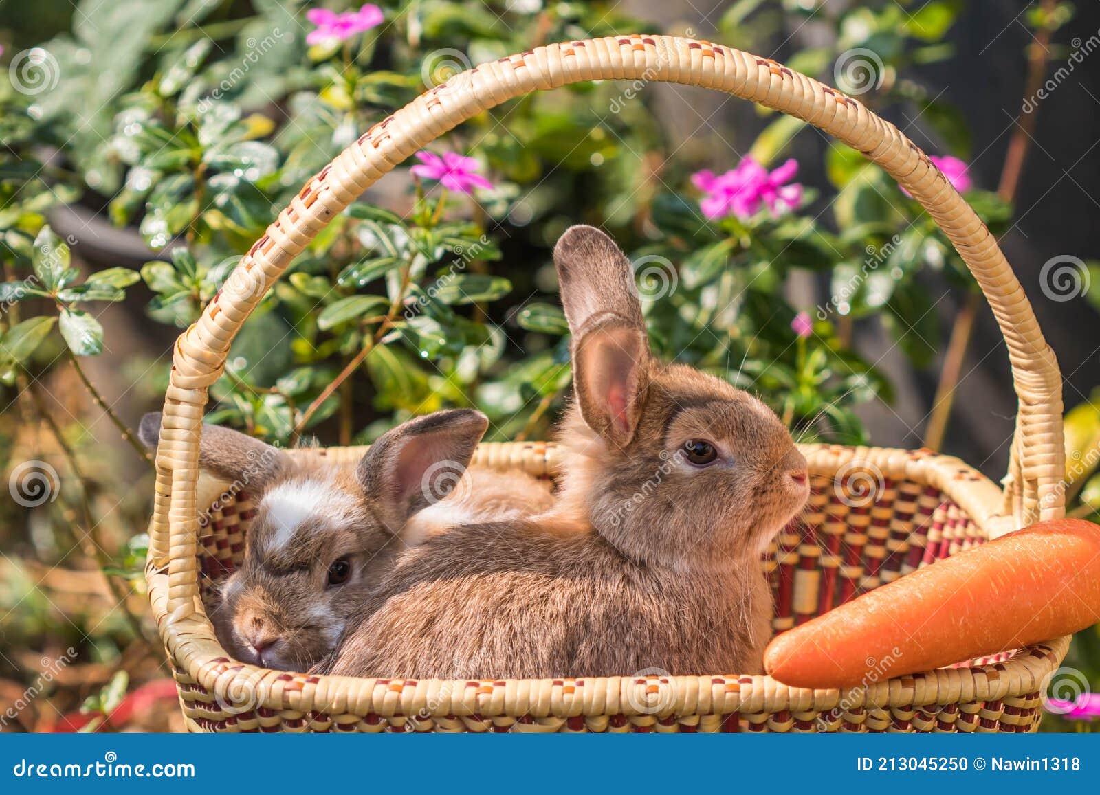 Cute baby rabbit on basket stock photo. Image of bunny - 213045250