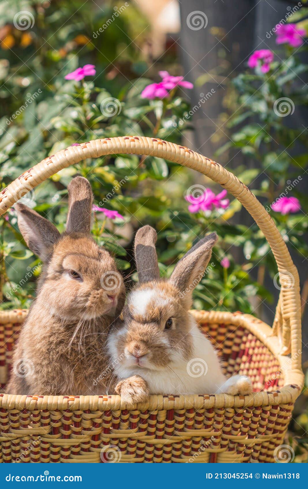 Cute baby rabbit on basket stock photo. Image of brown - 213045254