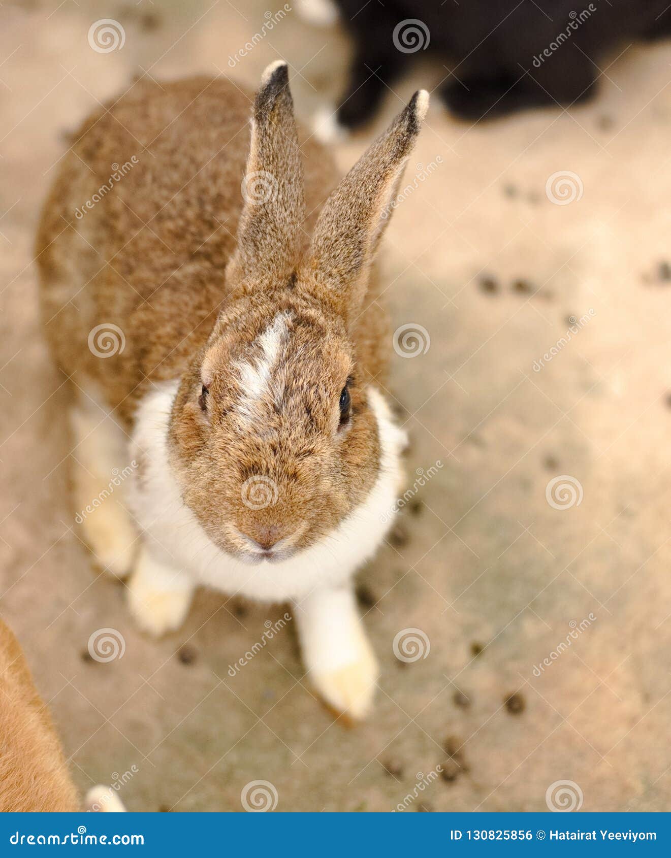 A cute baby rabbit stock photo. Image of wildlife, adorable - 130825856