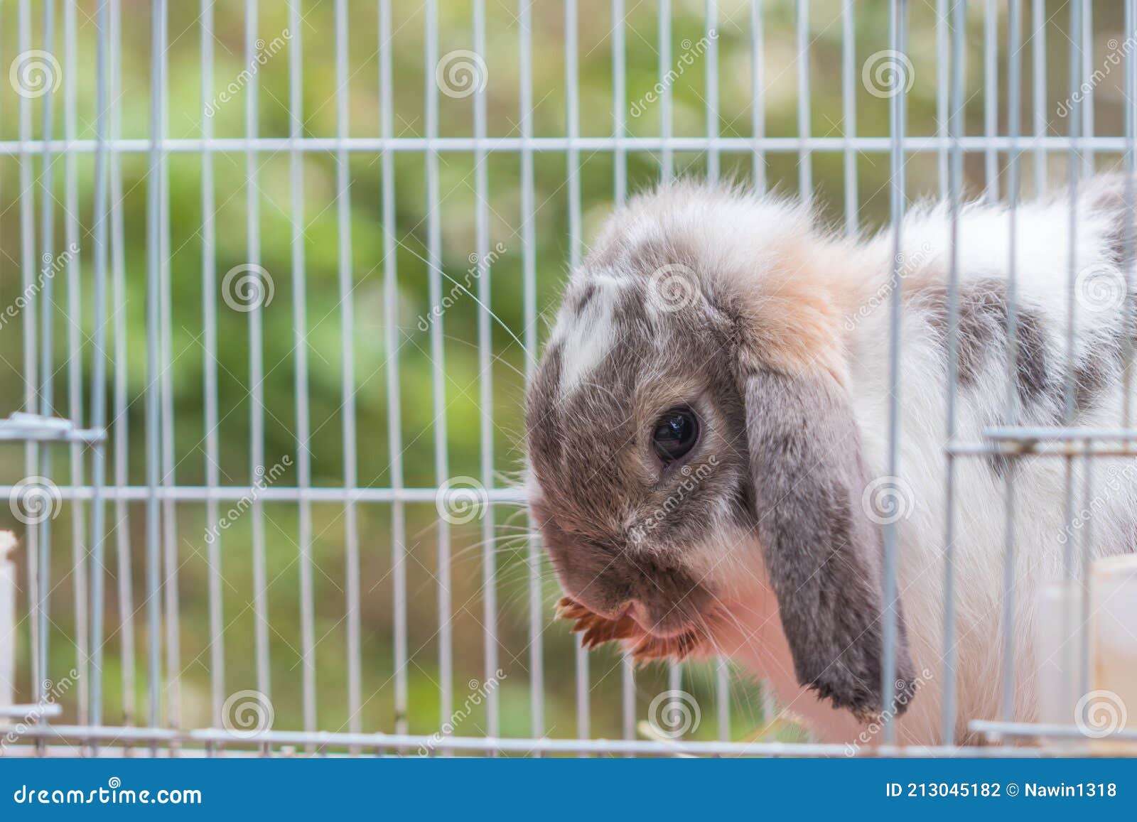 Cute baby rabbit in case stock photo. Image of easter - 213045182