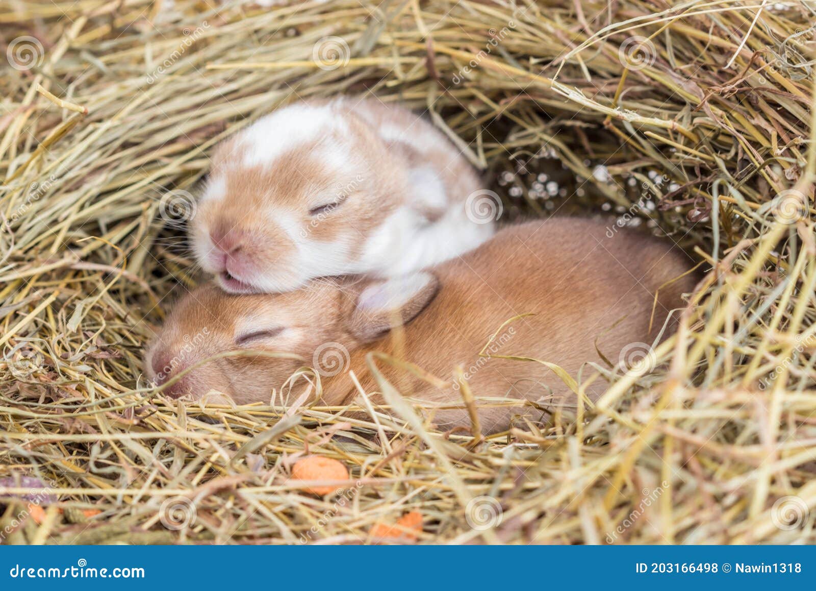 Cute Baby Rabbit on Dry Grass Stock Photo - Image of green, summer ...