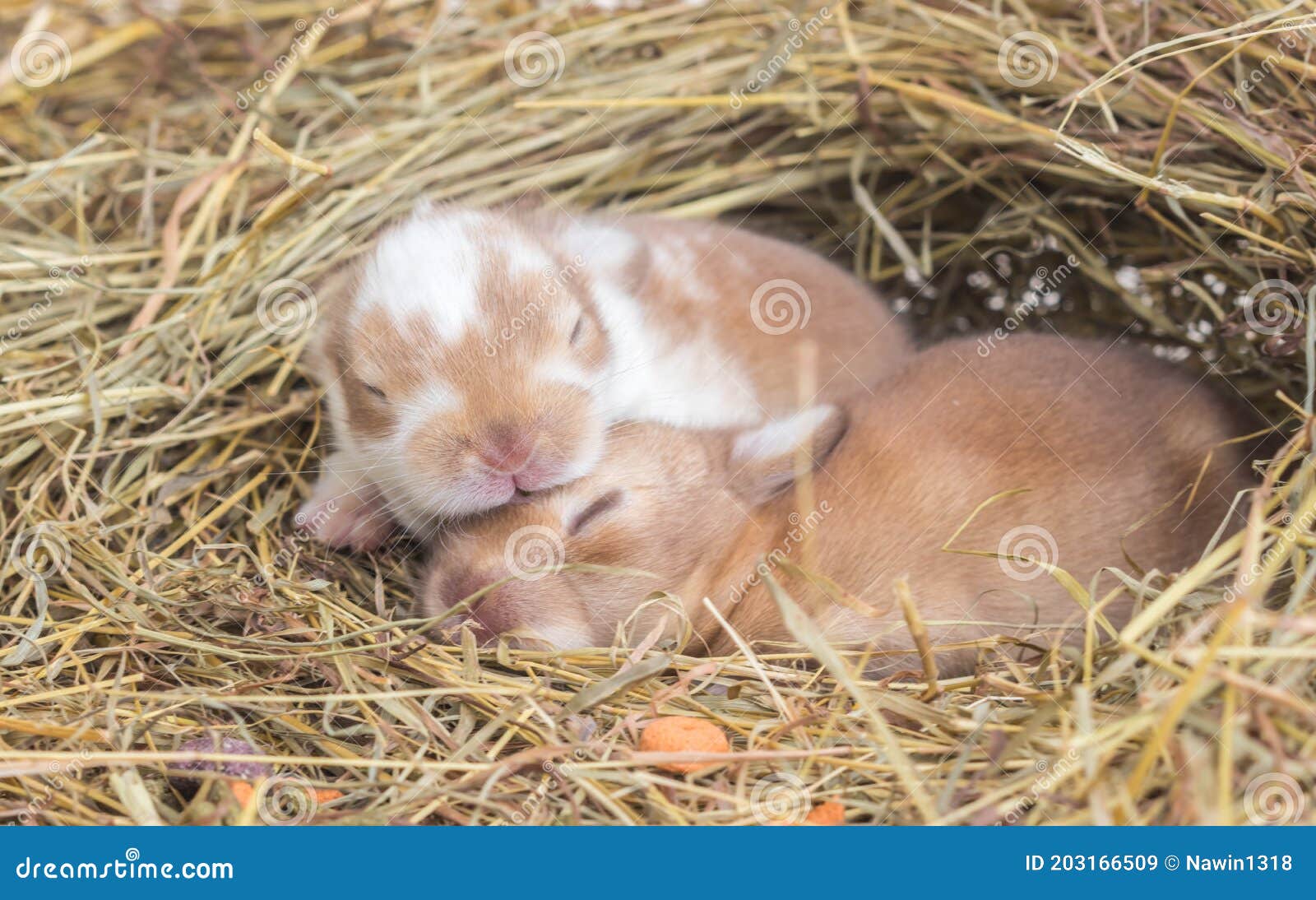 Cute Baby Rabbit on Dry Grass Stock Image - Image of bunny, easter ...