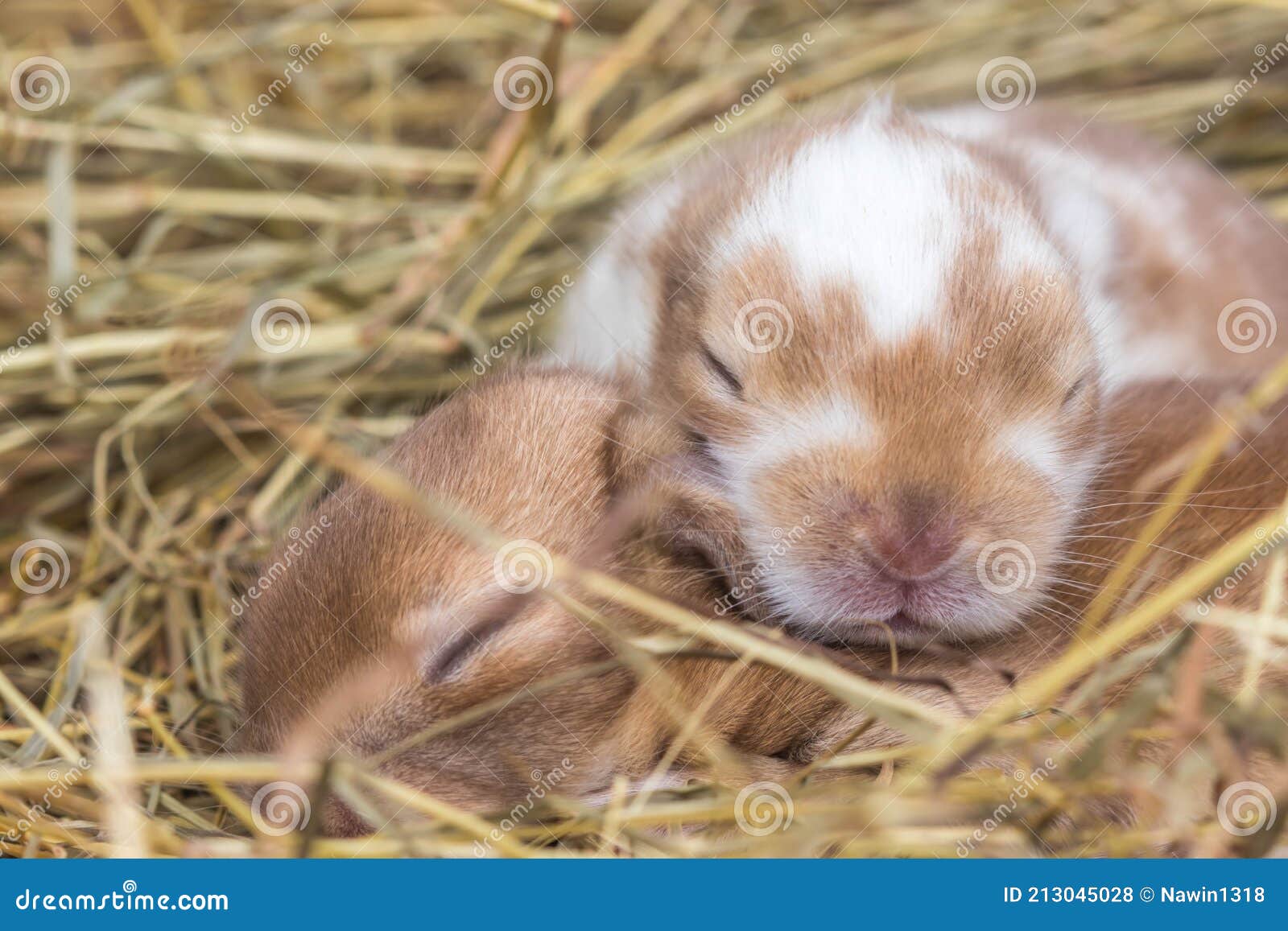 Cute Baby Rabbit on Dry Grass Stock Photo - Image of spring, young ...