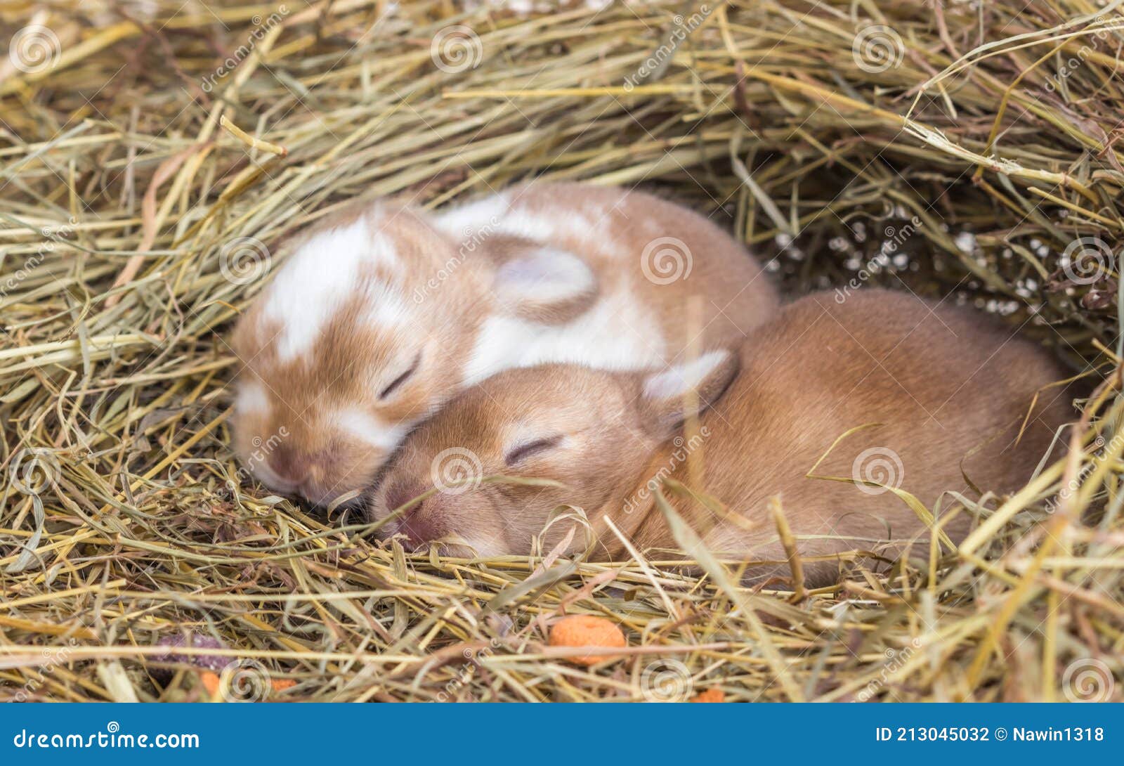 Cute Baby Rabbit on Dry Grass Stock Photo - Image of summer, mammal ...