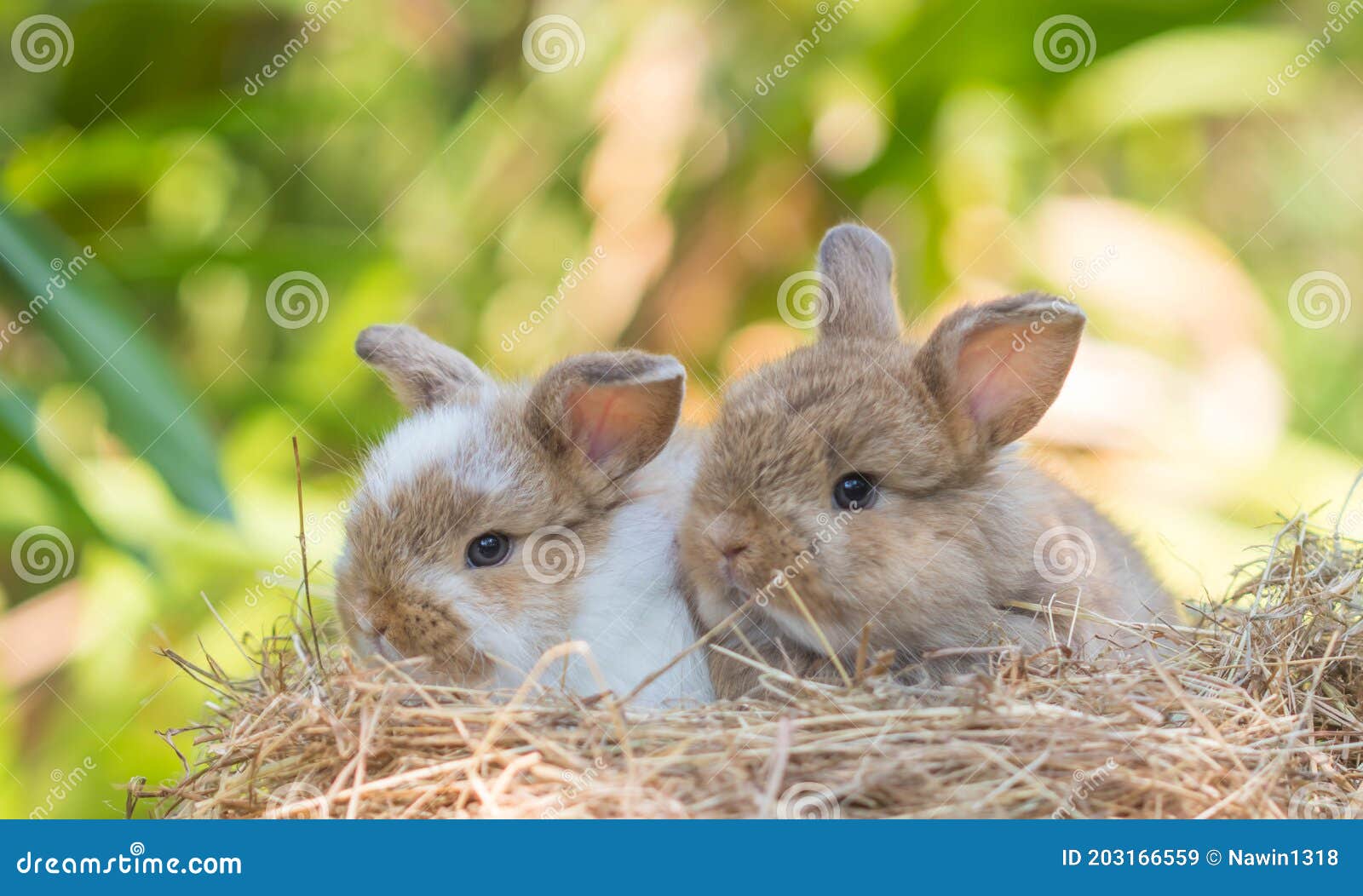 Cute Baby Rabbit on Dry Grass Selective Focus Stock Image - Image of ...