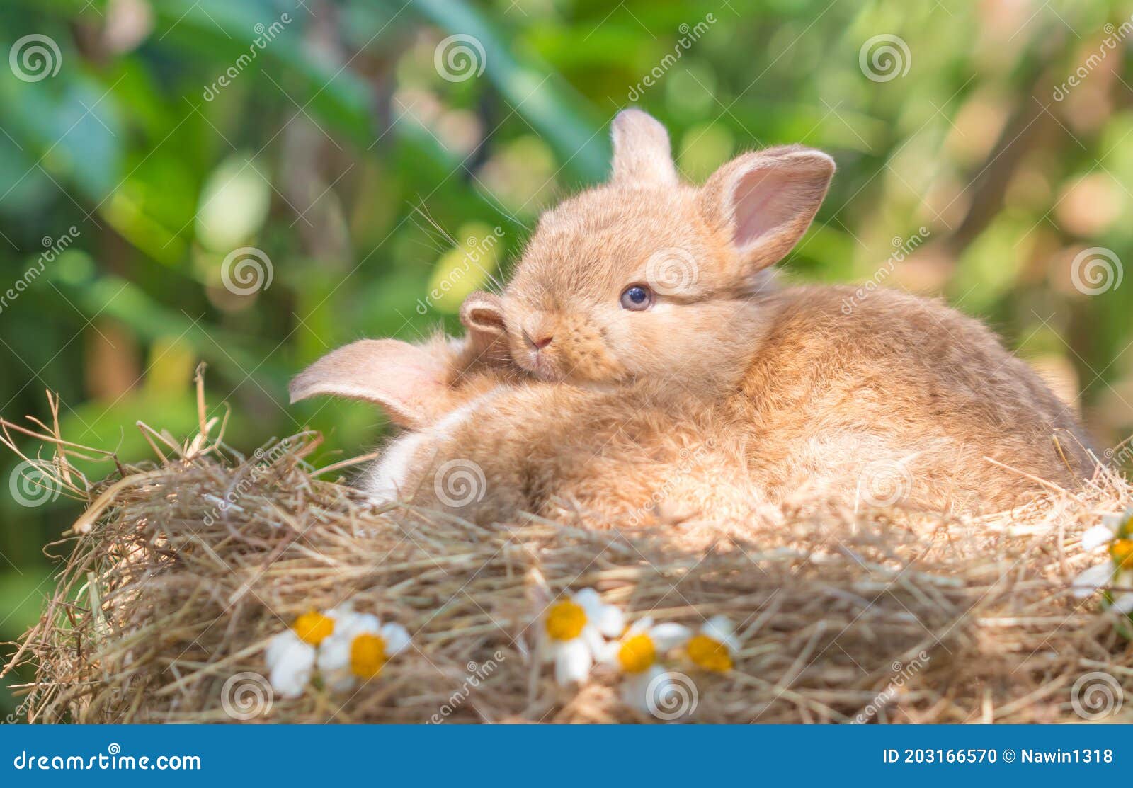 Cute Baby Rabbit on Dry Grass Selective Focus Stock Photo - Image of ...