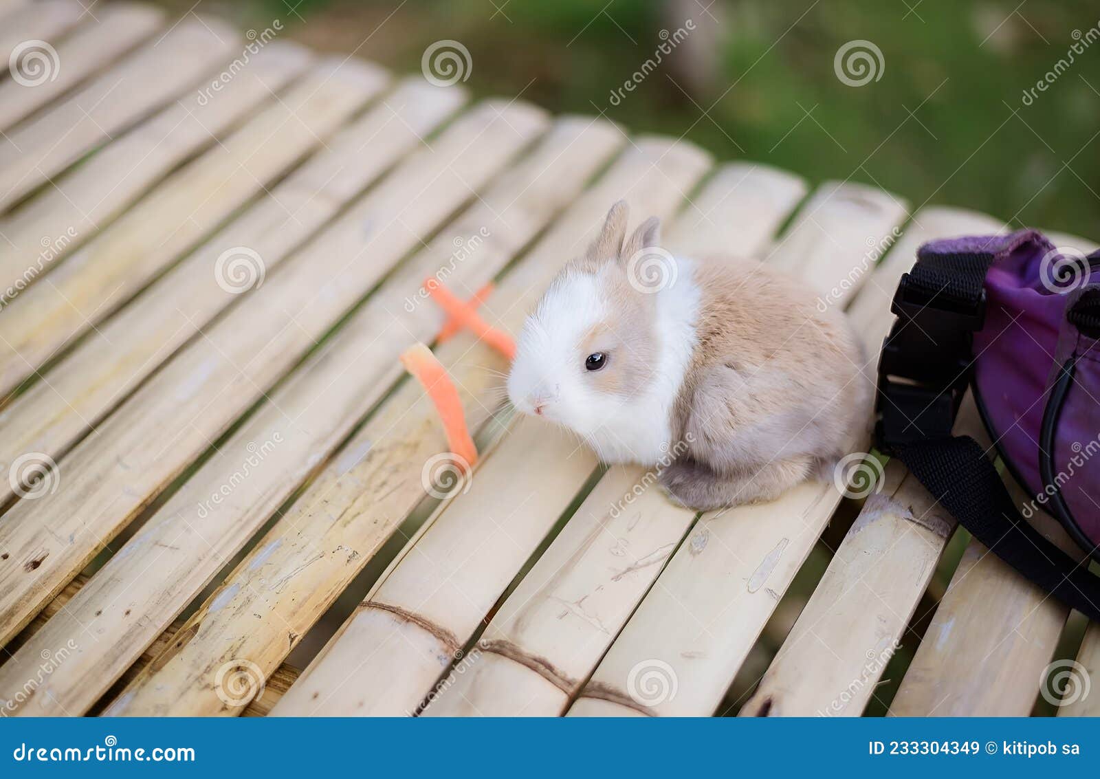 Cute Baby Rabbit Eating Carrot Stock Image - Image of gerbil, wildlife ...