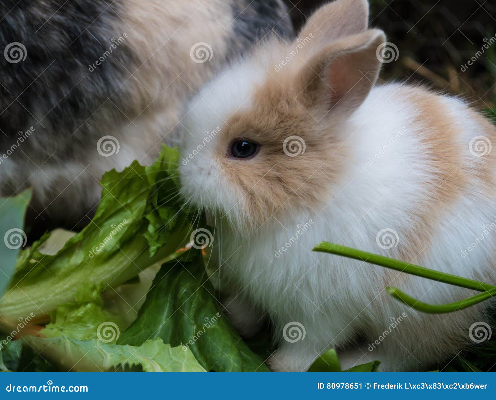 Cute baby rabbit stock image. Image of bunnie, playful - 80978651