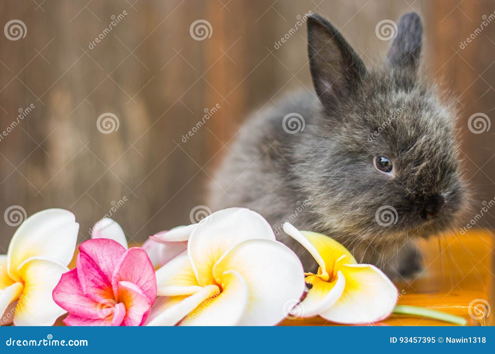 Cute Baby Rabbit with Flower Stock Image - Image of flower, animal ...