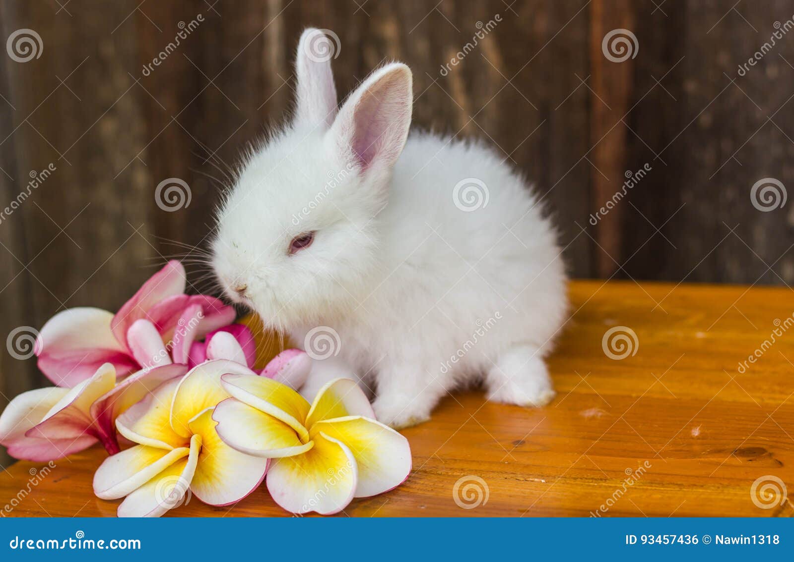 Cute Baby Rabbit with Flower Stock Photo - Image of cute, wildlife ...