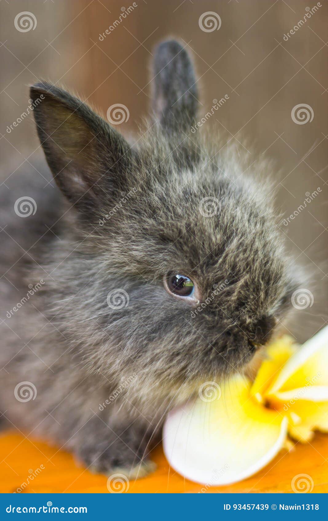Cute Baby Rabbit with Flower Stock Image - Image of hare, grass: 93457439