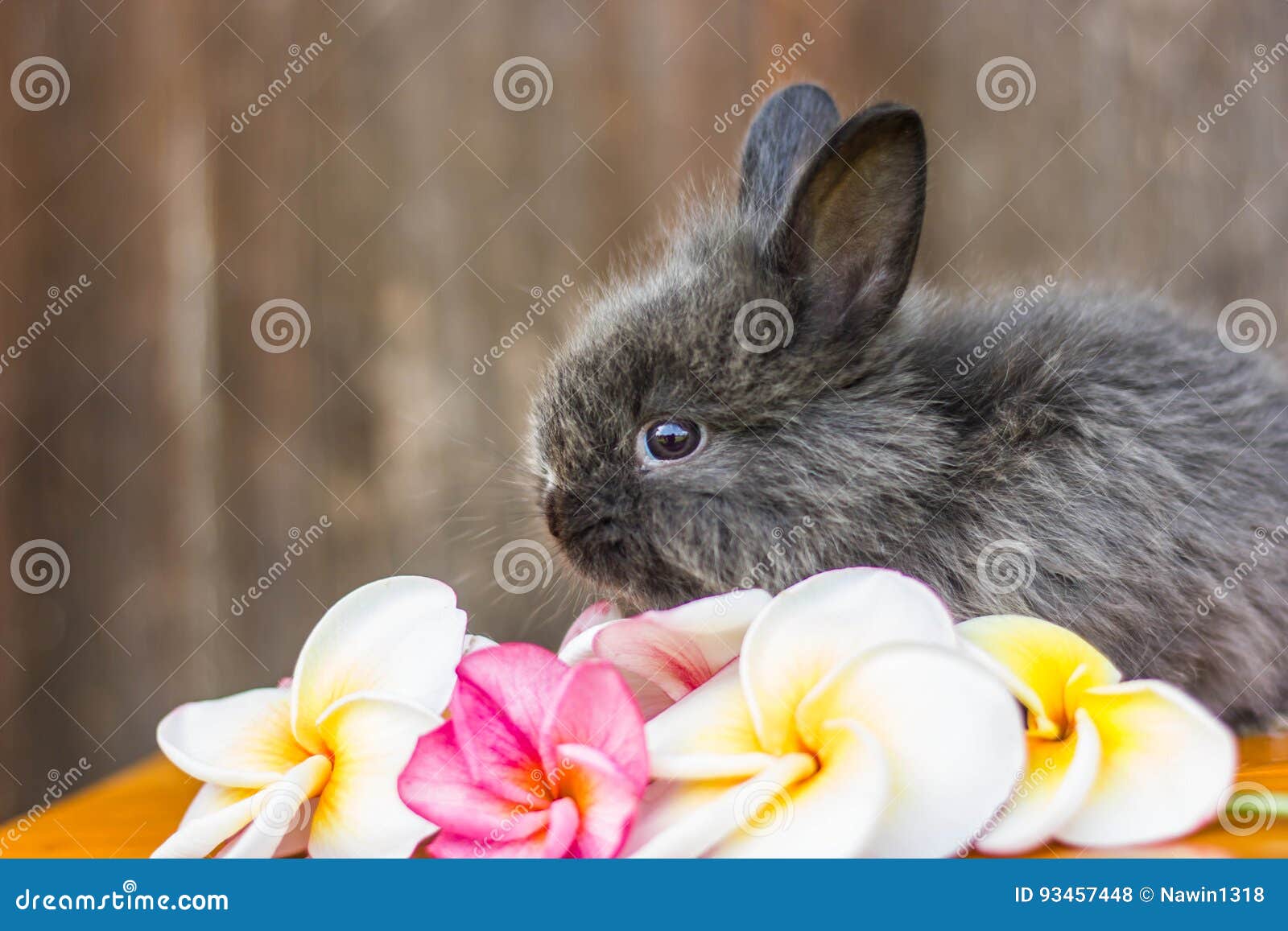 Cute Baby Rabbit with Flower Stock Photo - Image of easter, mammal ...