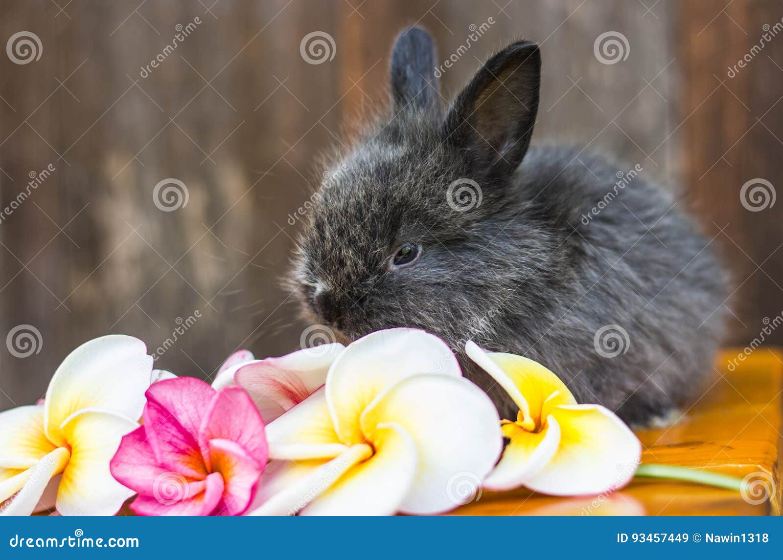 Cute Baby Rabbit with Flower Stock Image - Image of isolated, ears ...