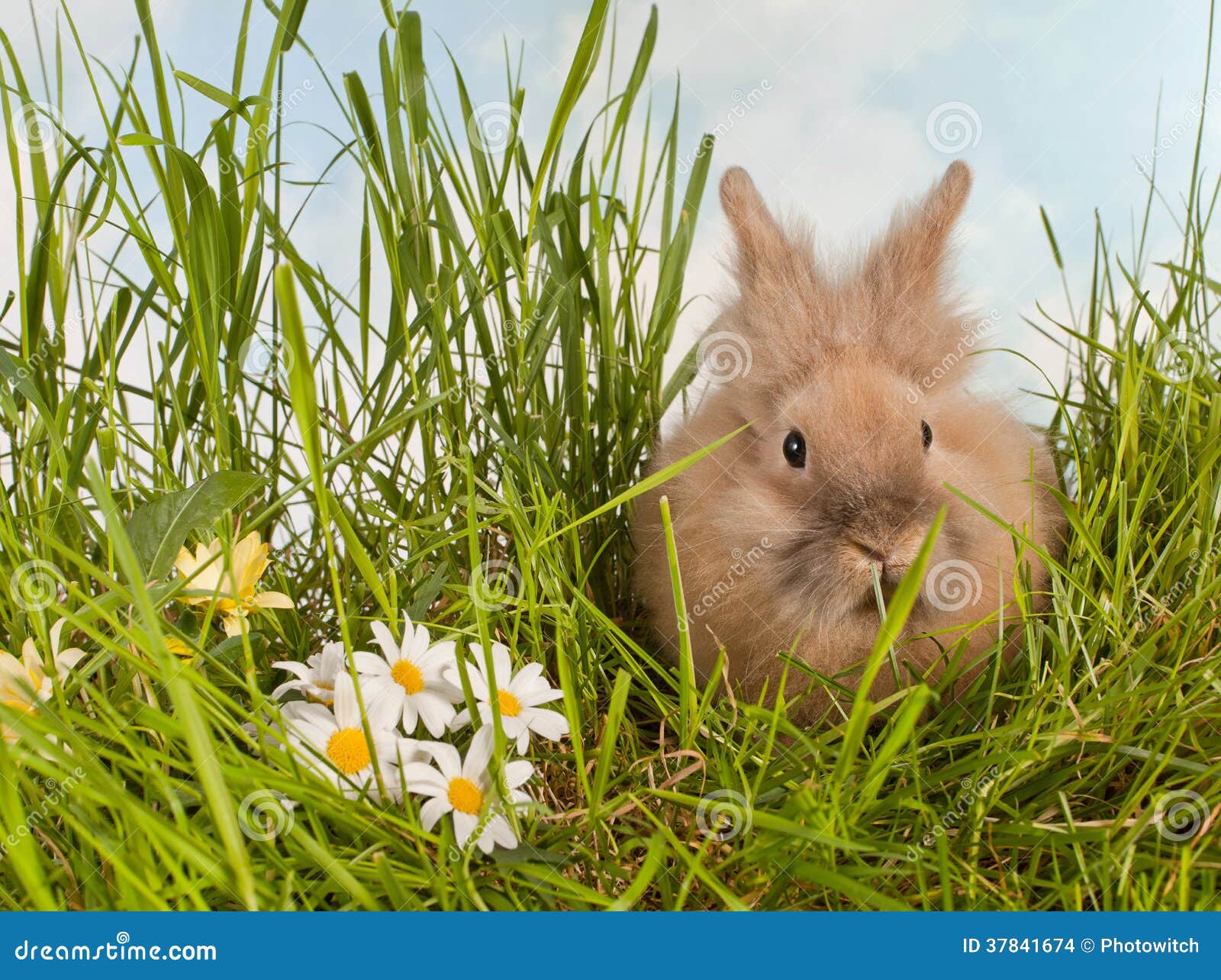 Cute Baby Rabbit In Grass Stock Images - Image: 37841674