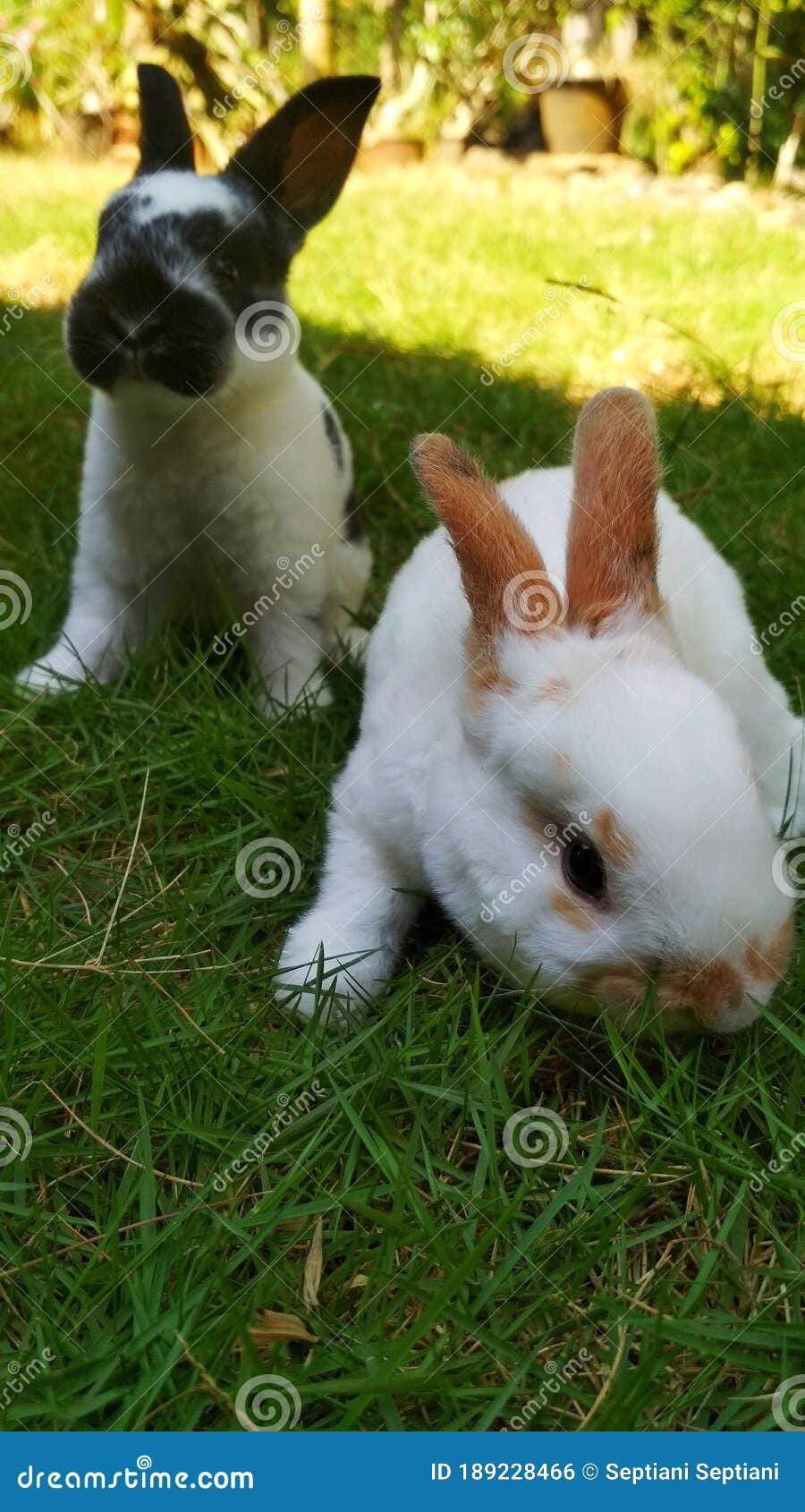 Cute Baby Rabbit in the Grass Stock Photo - Image of carnivore, lawn ...