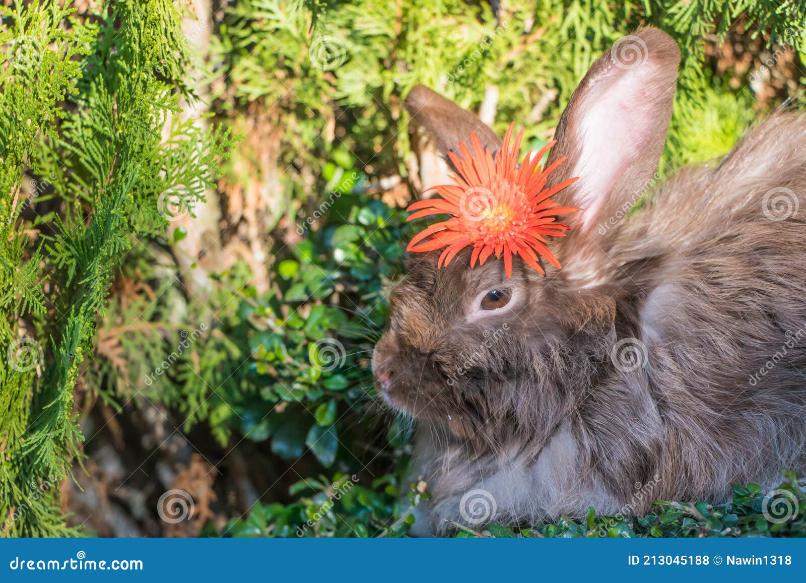 Cute Baby Rabbit 0n Nature Background Stock Photo - Image of nature ...