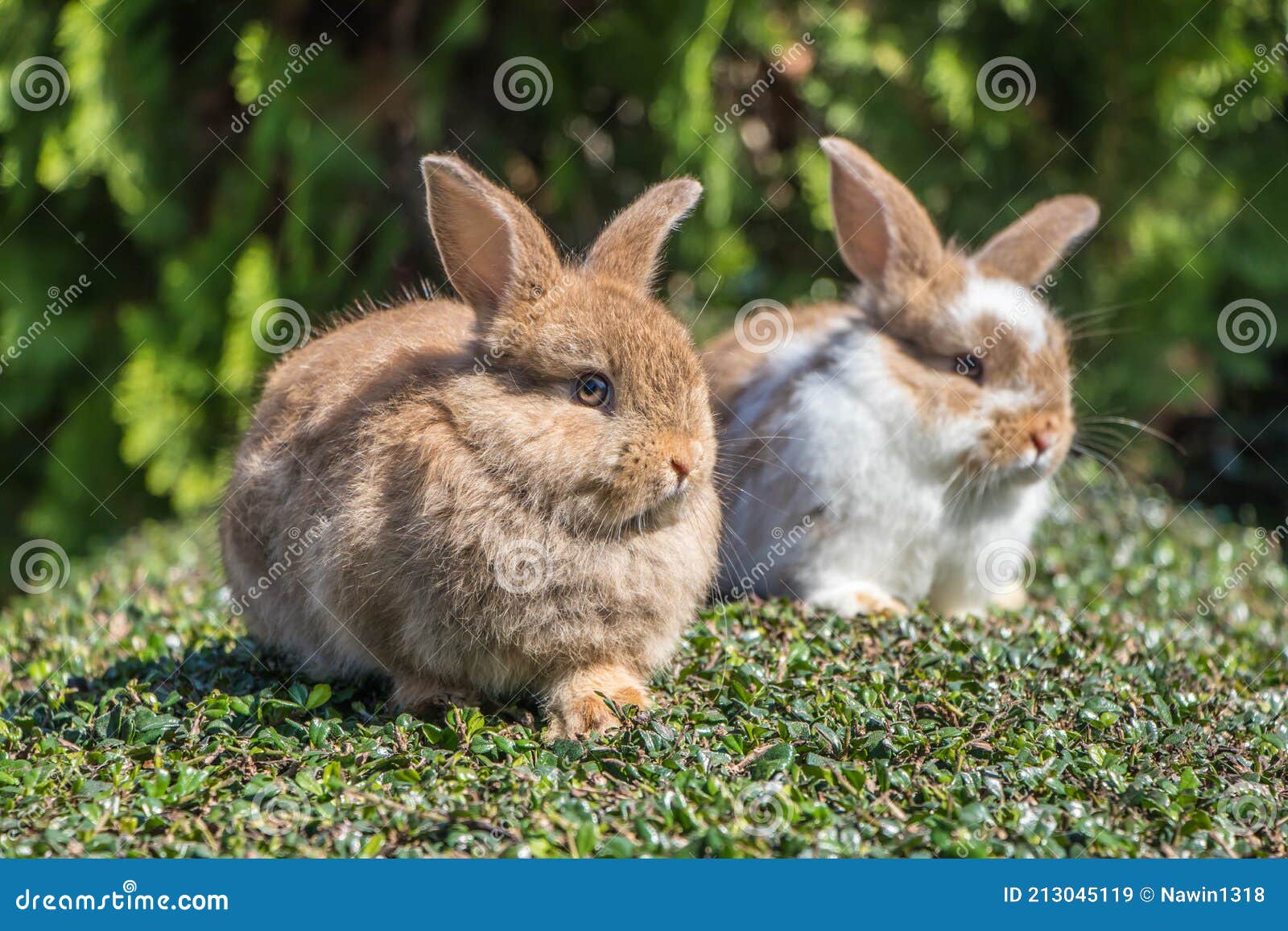 Cute Baby Rabbit on Nature Background Selective Background Stock Image ...