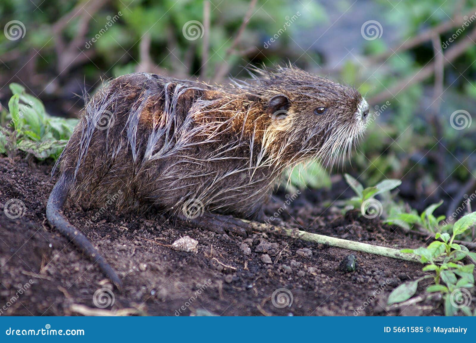 Cute baby rat stock image. Image of baby, water, vole - 5661585