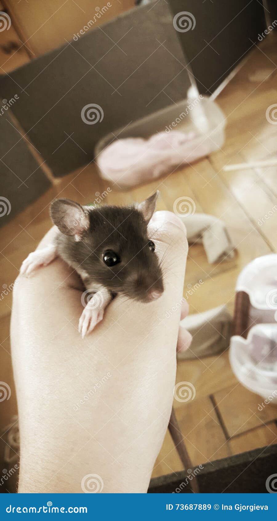 Cute baby rat stock image. Image of cute, black, baby - 73687889
