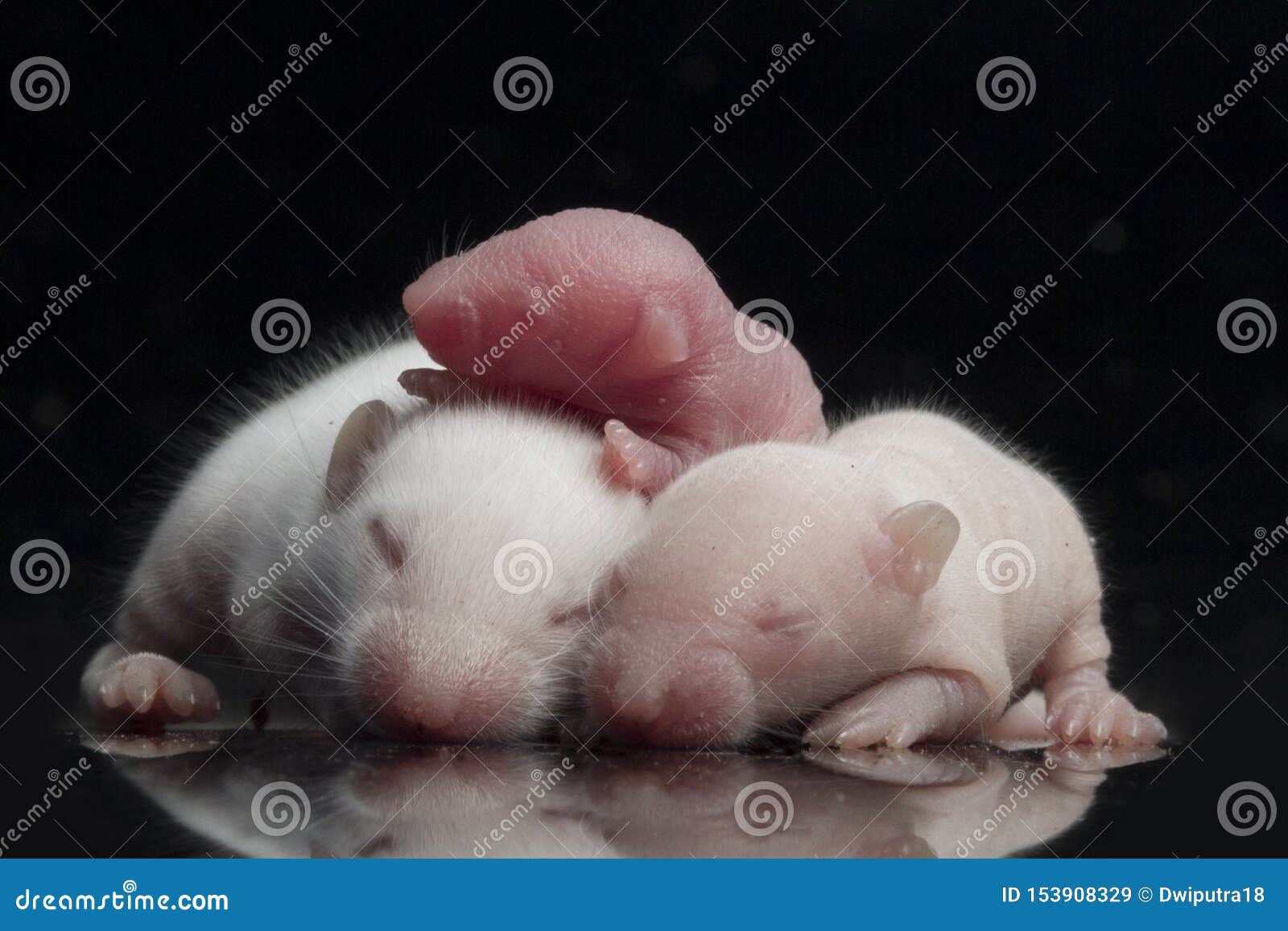 Cute Baby Rats Resting on Black Background Stock Image - Image of ...