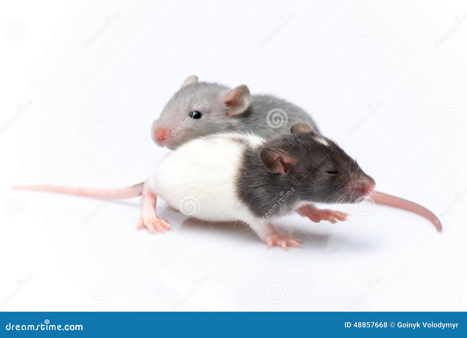 Cute baby rats stock photo. Image of closeup, gray, pest - 48857668