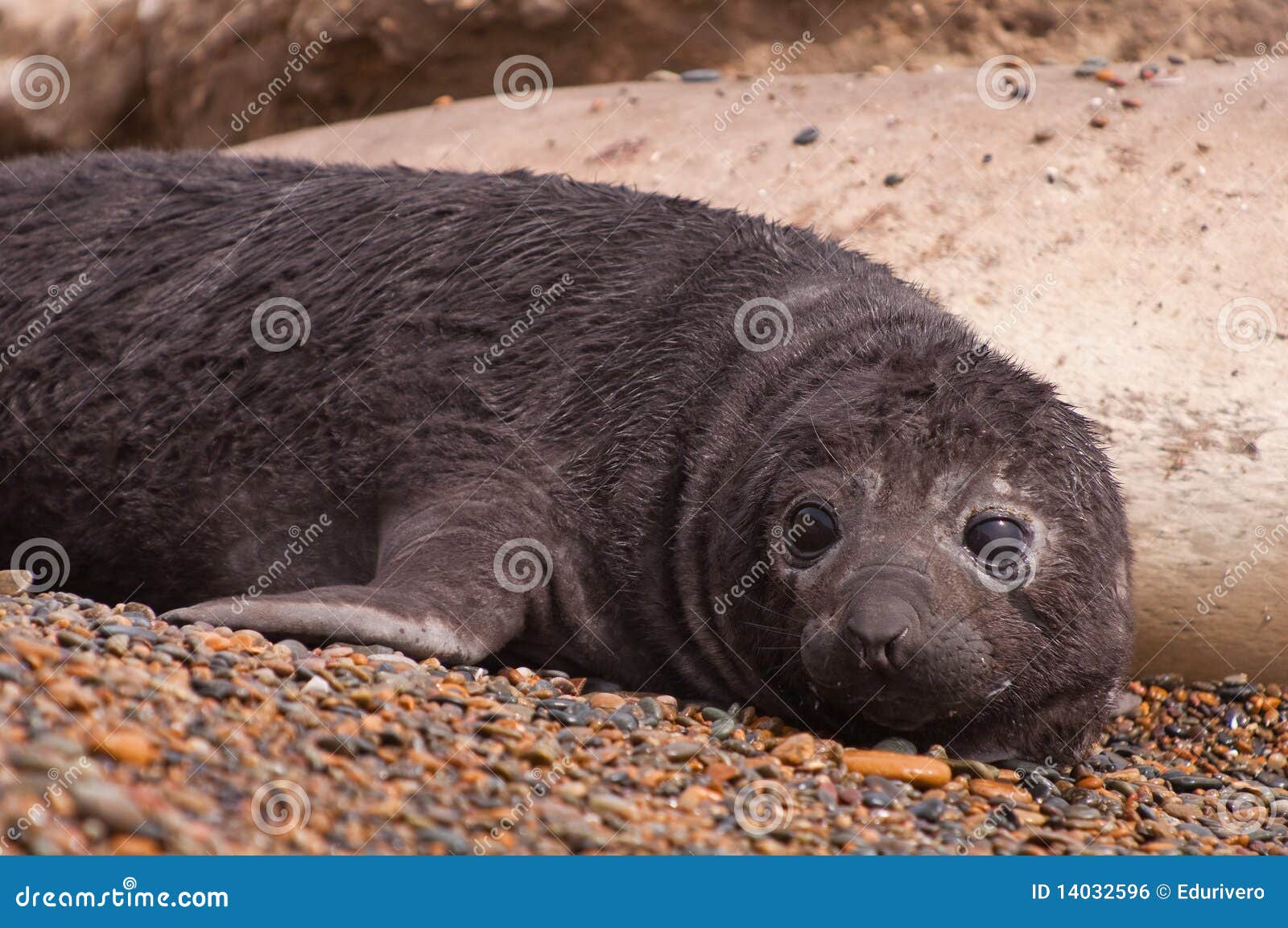 Cute Baby seal stock photo. Image of wilderness, argentina - 14032596