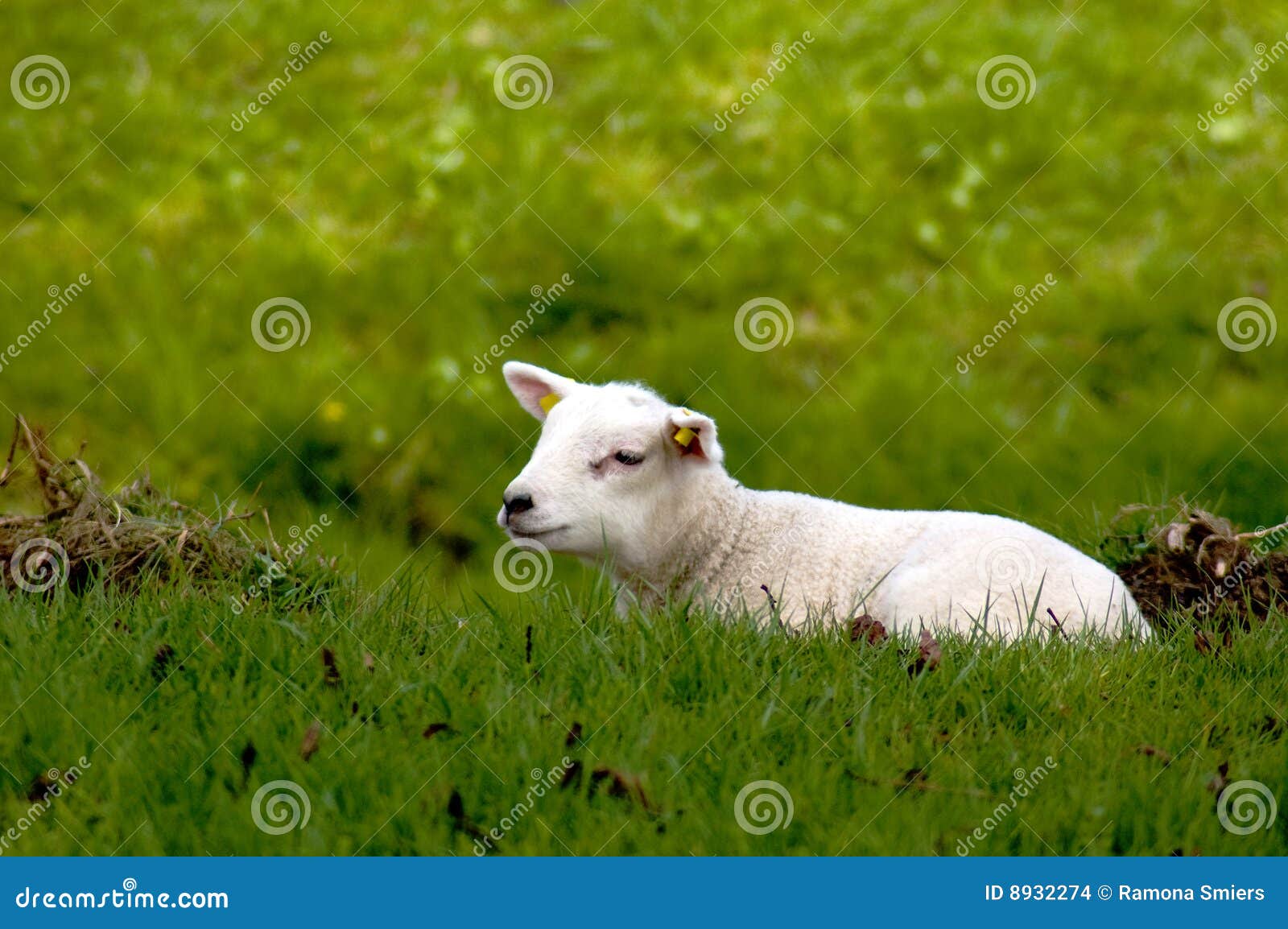 Cute baby sheep stock photo. Image of agriculture, born - 8932274