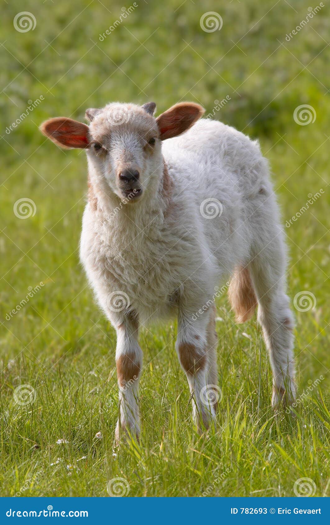 Cute Baby Sheep On The Grass Picture. Image: 782693