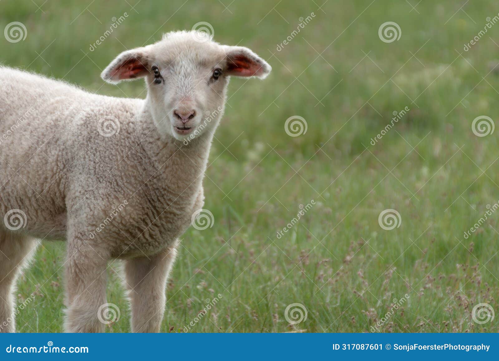 Portrait of a Cute Baby Sheep on a Green Meadow Stock Image - Image of ...