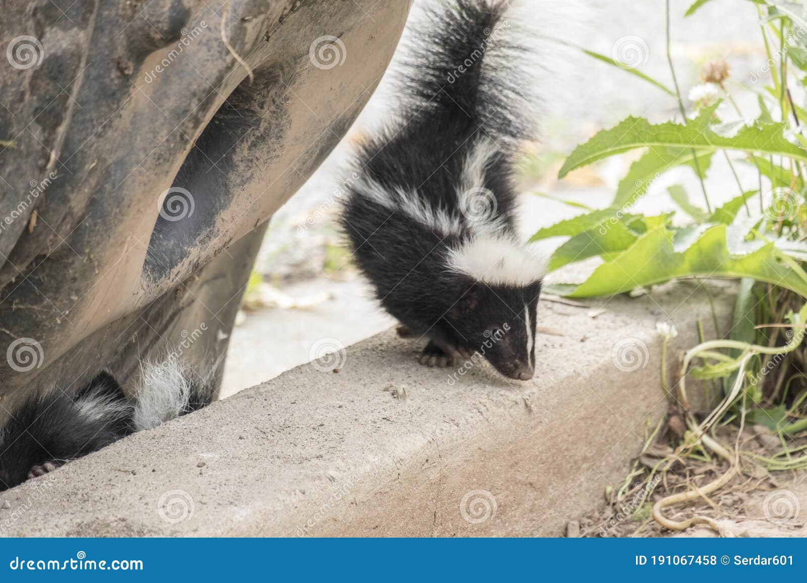 Cute Baby Skunk stock photo. Image of wildlife, summer - 191067458