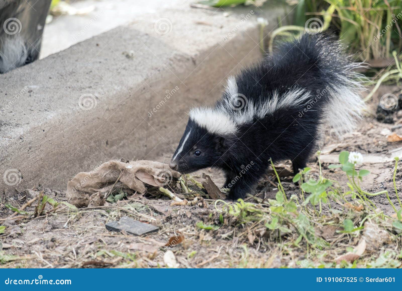 Cute Baby Skunk stock image. Image of wildlife, outdoor - 191067525