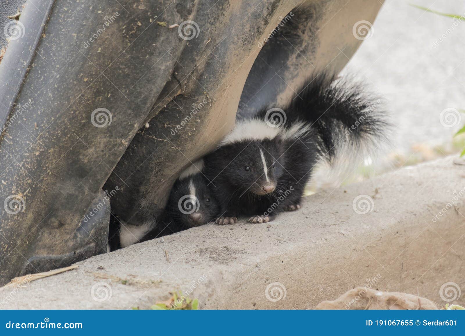 Cute Baby Skunk stock image. Image of wild, skunk, nature - 191067655